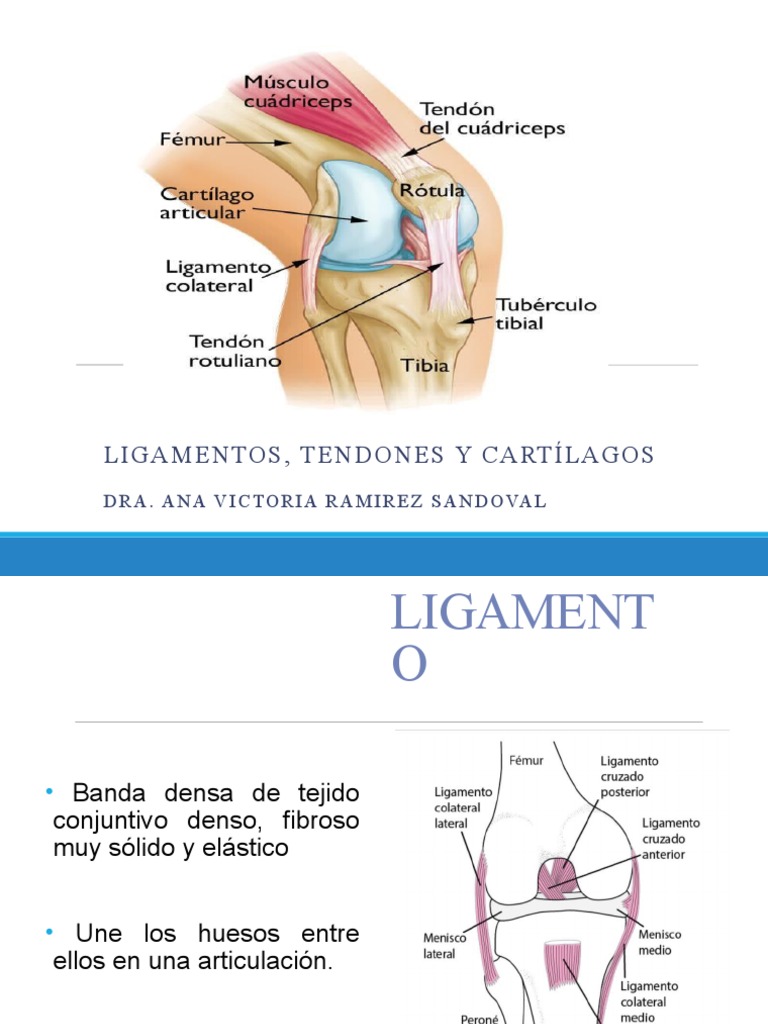 (5a Clase) Ligamentos Tendones y Cartilagos | PDF | Articulación ...