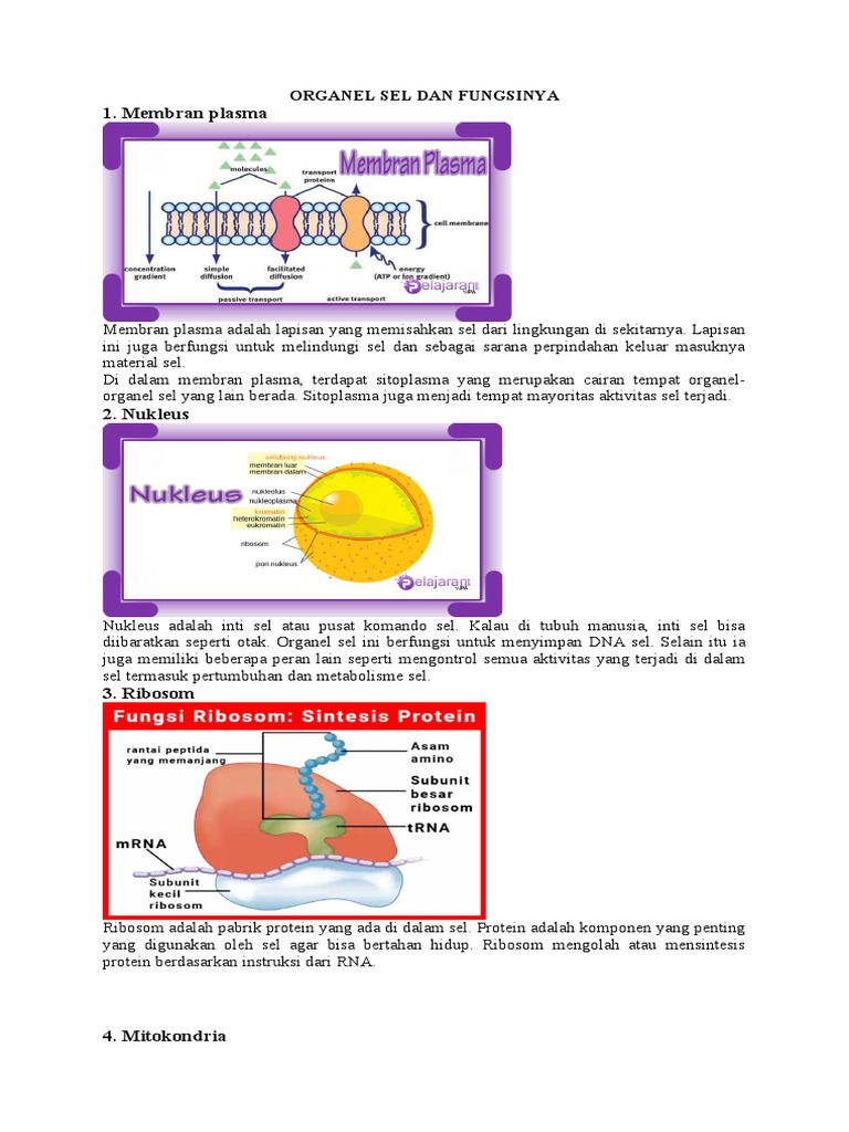 15 Organel Sel dan Fungsinya | PDF