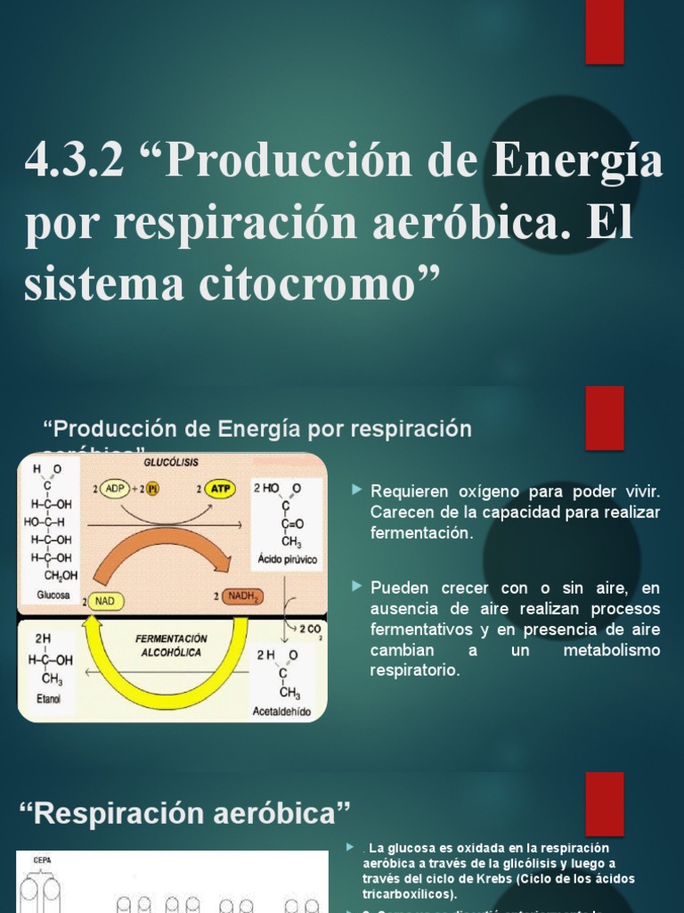 Power | PDF | Respiración celular | Trifosfato de adenosina