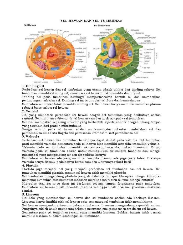 Sel Hewan Dan Sel Tumbuhan | PDF