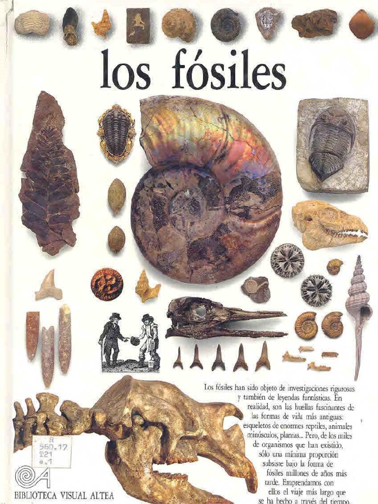 Los Fosiles | PDF