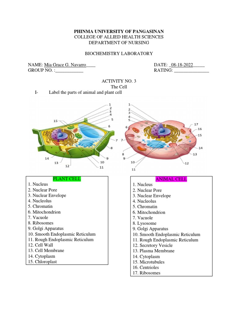 Bio-024-Lab-Activity-3 Navarro, Mia Grace G. | PDF | Cell Membrane ...