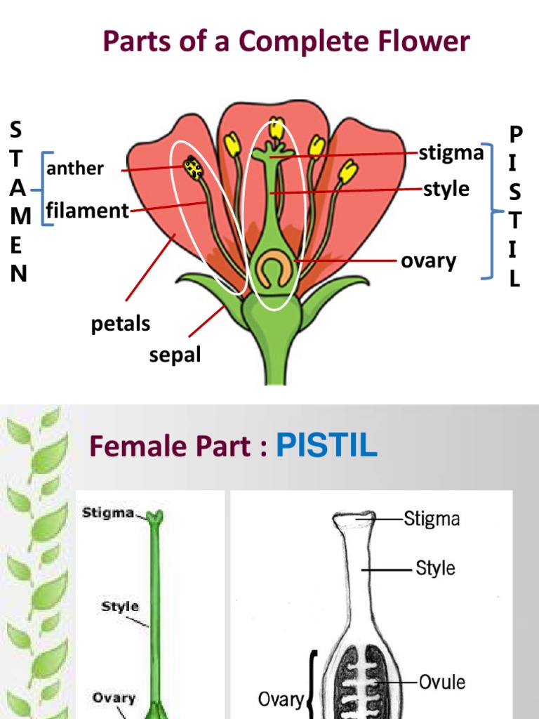 Information Sheet - Flower - Parts and Functions | PDF