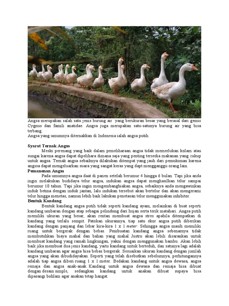 Pengenalan & Deskripsi Umum Kandang Angsa | PDF | Griya & Taman