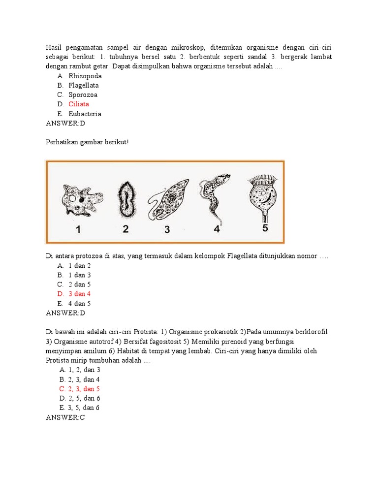Soal Uh Protista | PDF