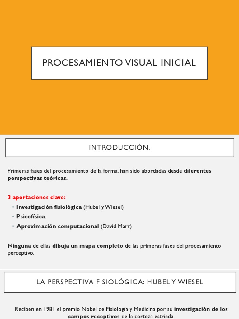 Capítulo 3. Procesamiento Visual Inicial, 2020. PSICOLOGÍA PERCEPCIÓN. CURSO 2. GRADO PSICOLOGIA ...