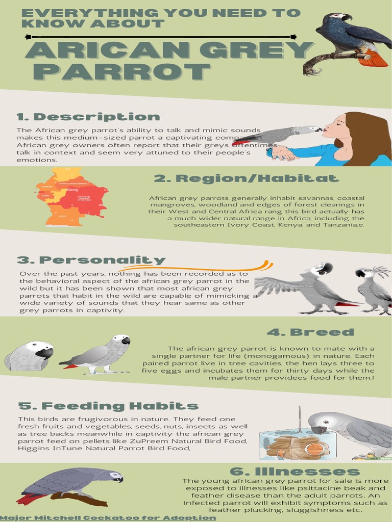 African Grey Parrots | PDF | Parrot | Ornithology