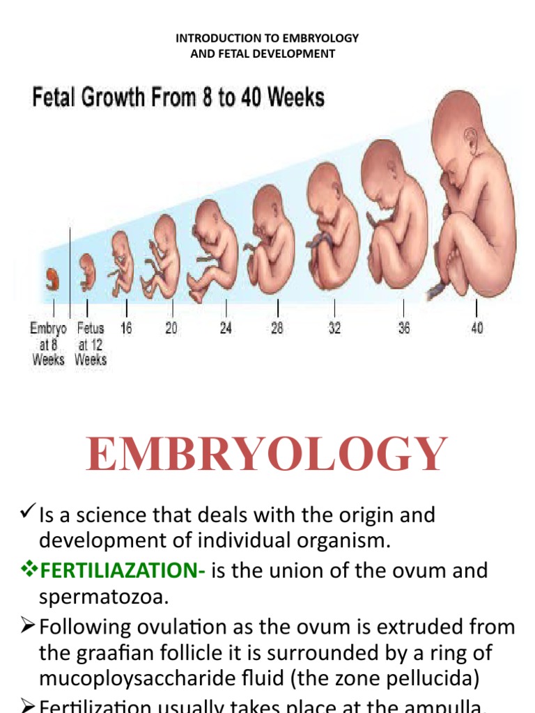 2 Introduction To Embryology and Fetal | PDF | Placenta | Fetus