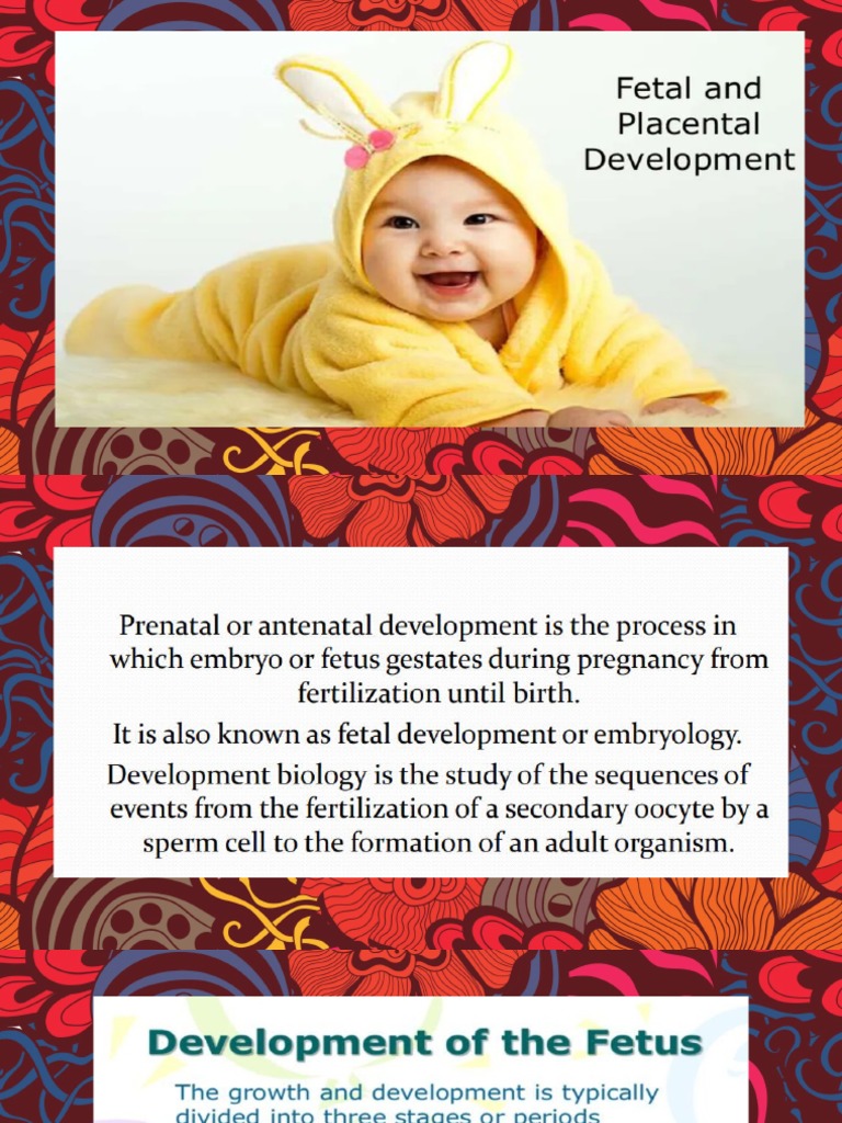 Fetal Development | PDF