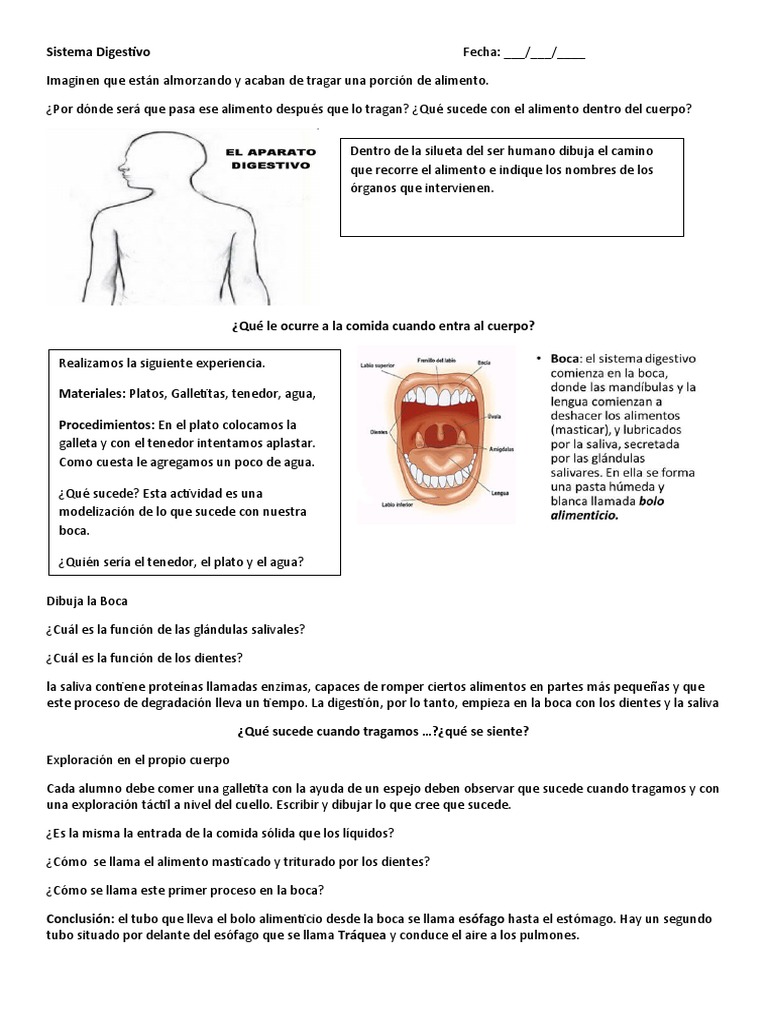 Cs Nat. Sistema Digestivo | PDF | Sistema digestivo humano | Digestión