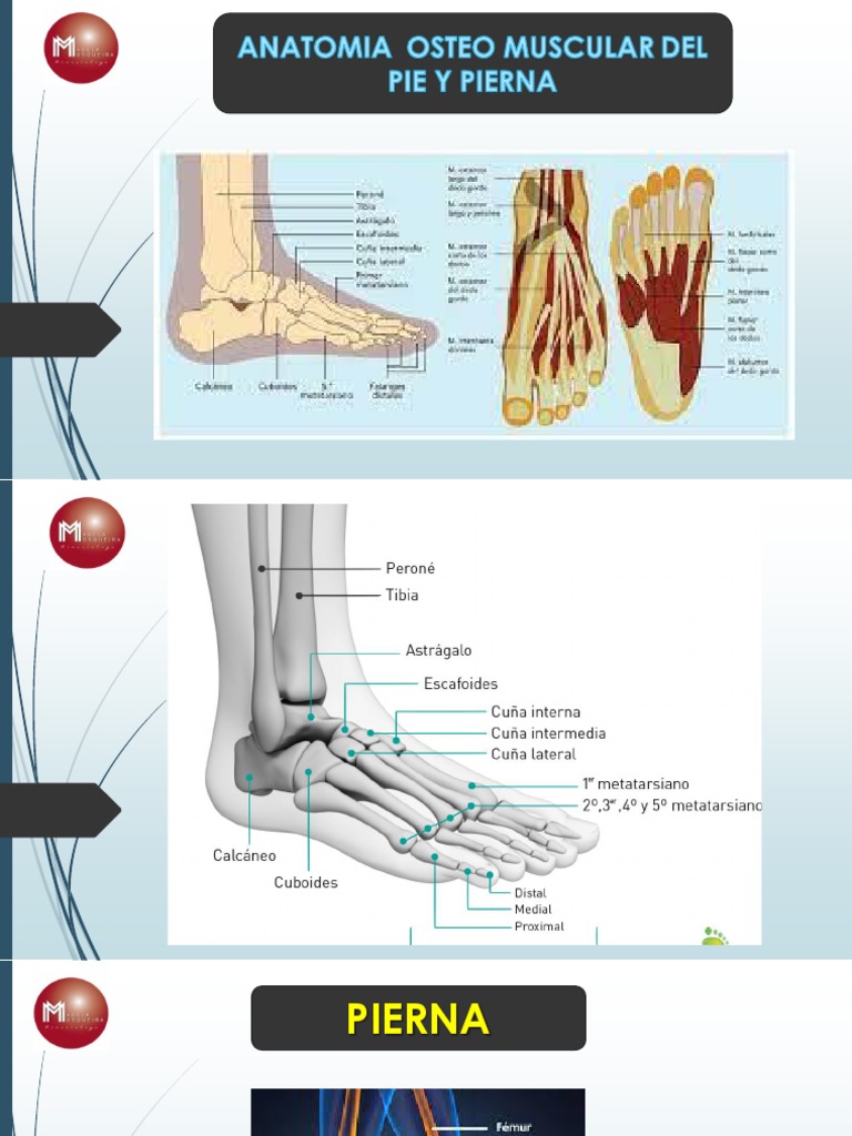 Anatomia de Pie Curso para Podologos | PDF