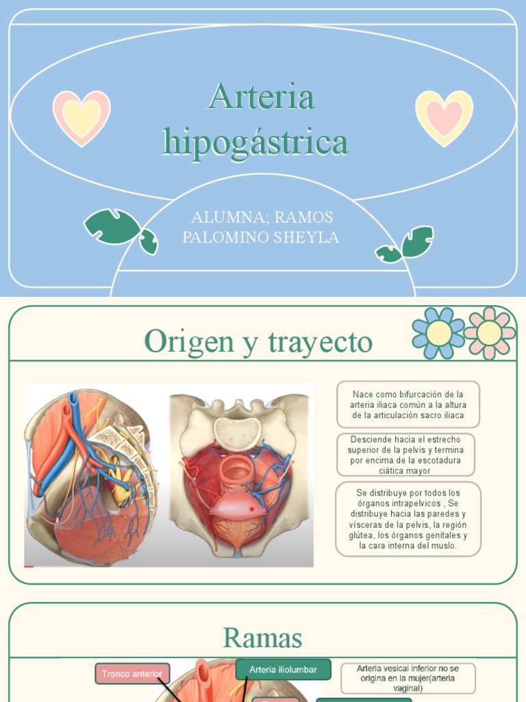 Arteria Hipogastrica | PDF | Vejiga urinaria | Pelvis