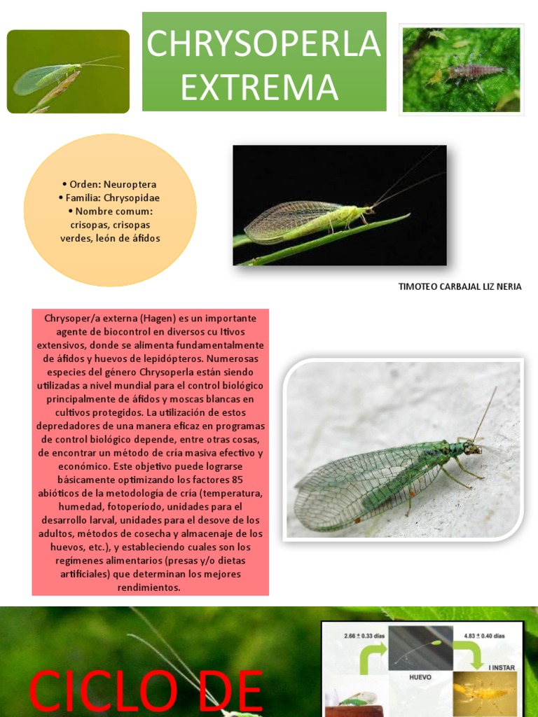 Chrysoperla Extrema | PDF | Control biológico de plagas | Insectos y ...