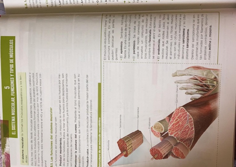 Shaima | PDF