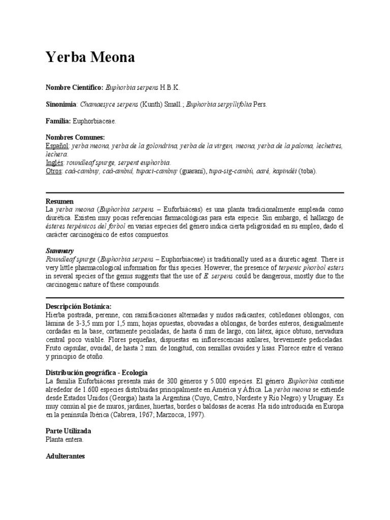 Yerba Meona | PDF | Botánica
