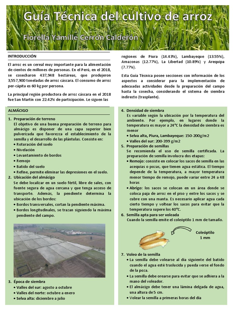 Guía Técnica para El Cultivo de Arroz | PDF