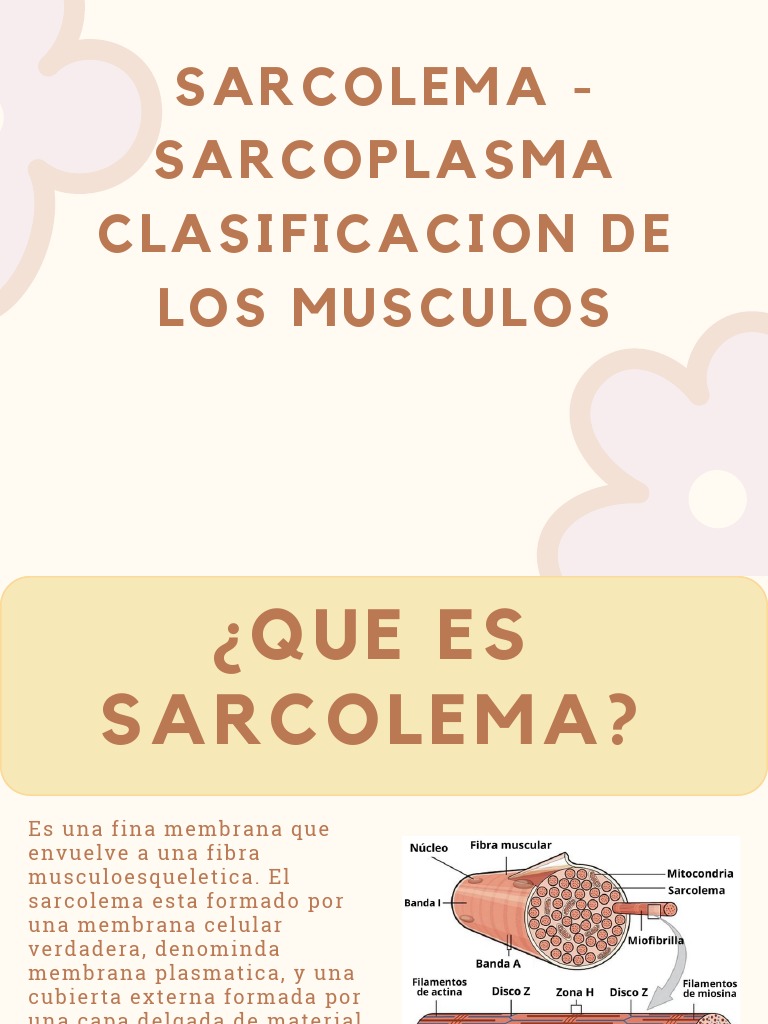 Sarcolema - Sarcoplasma | PDF | Músculo esquelético | Contracción muscular
