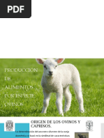 Planilla de Campo Tuberculosis | PDF | Oveja | Vacas