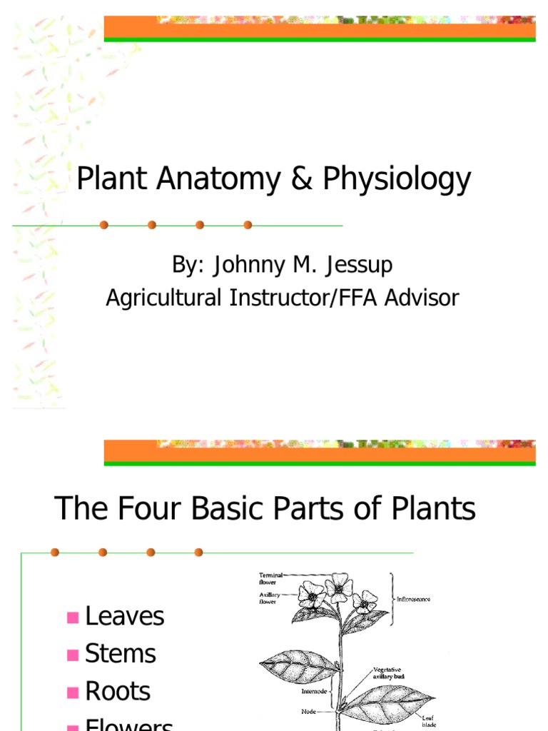 Plant Anatomy and Physiology Overview | PDF