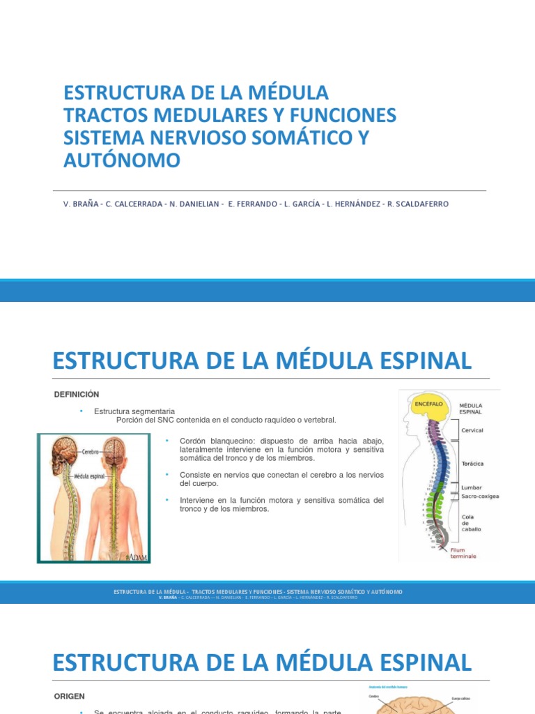 Estructura de La Médula | PDF | Médula espinal | Materia gris