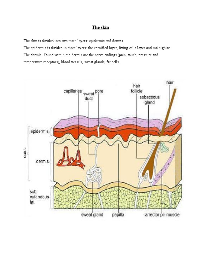 Skin as an Excretory Organ | PDF