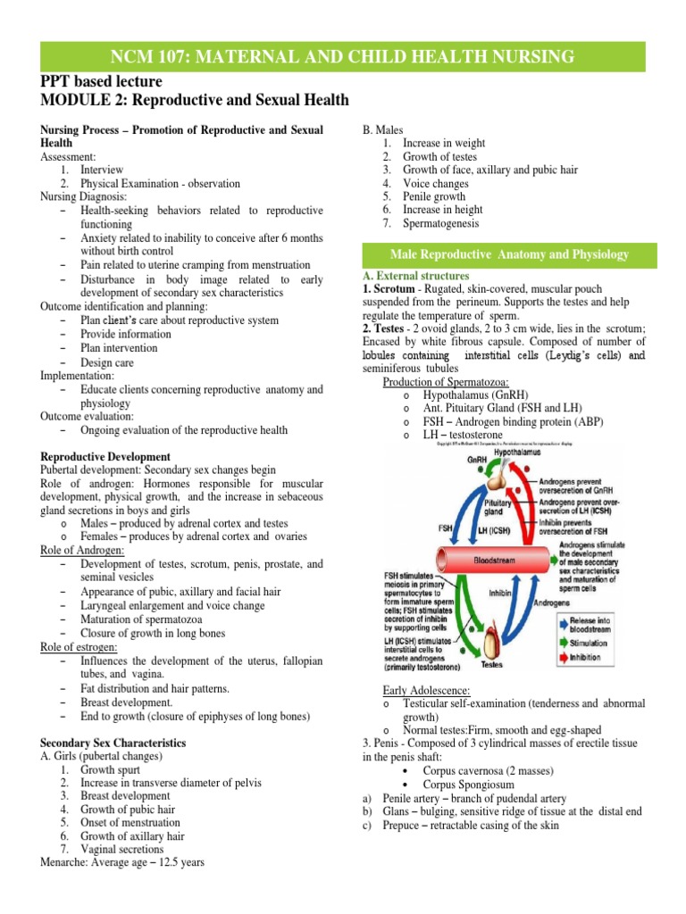 Sexual Health and Reproductive Anatomy | PDF | Menstrual Cycle | Uterus