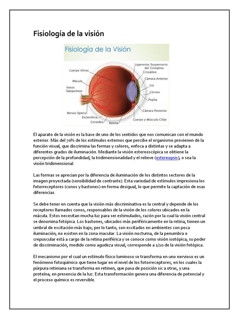 Fisiología de La Visión | PDF | Ojo humano | Percepción visual