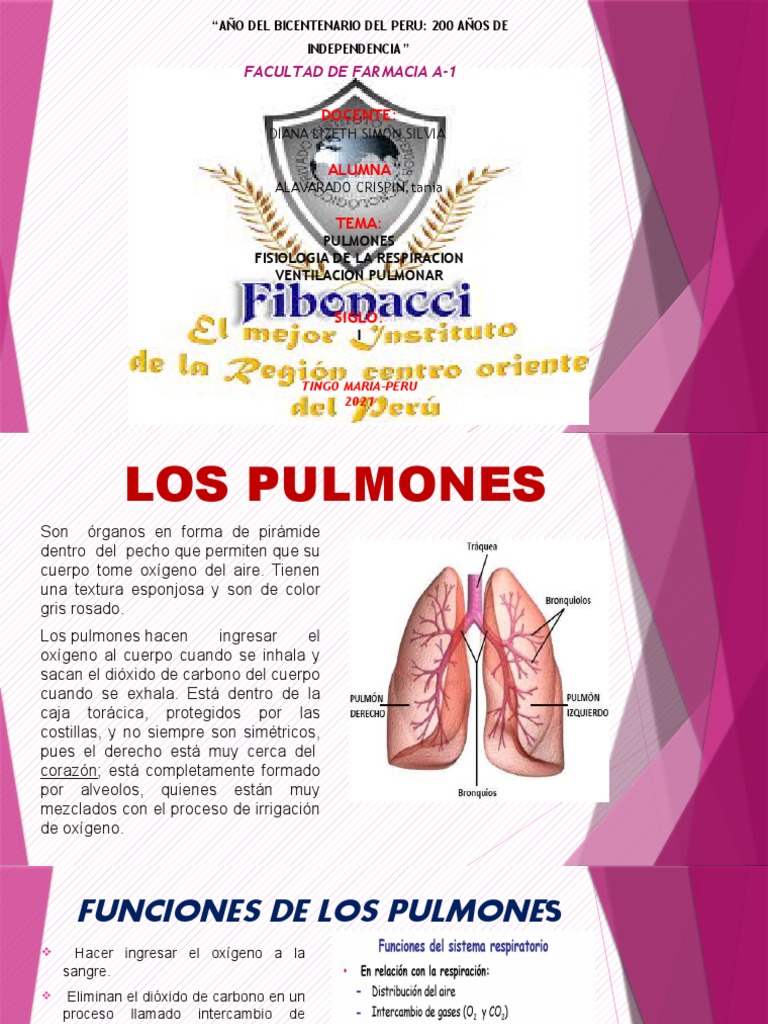Los Pulmones | PDF | Pulmón | Sistema respiratorio