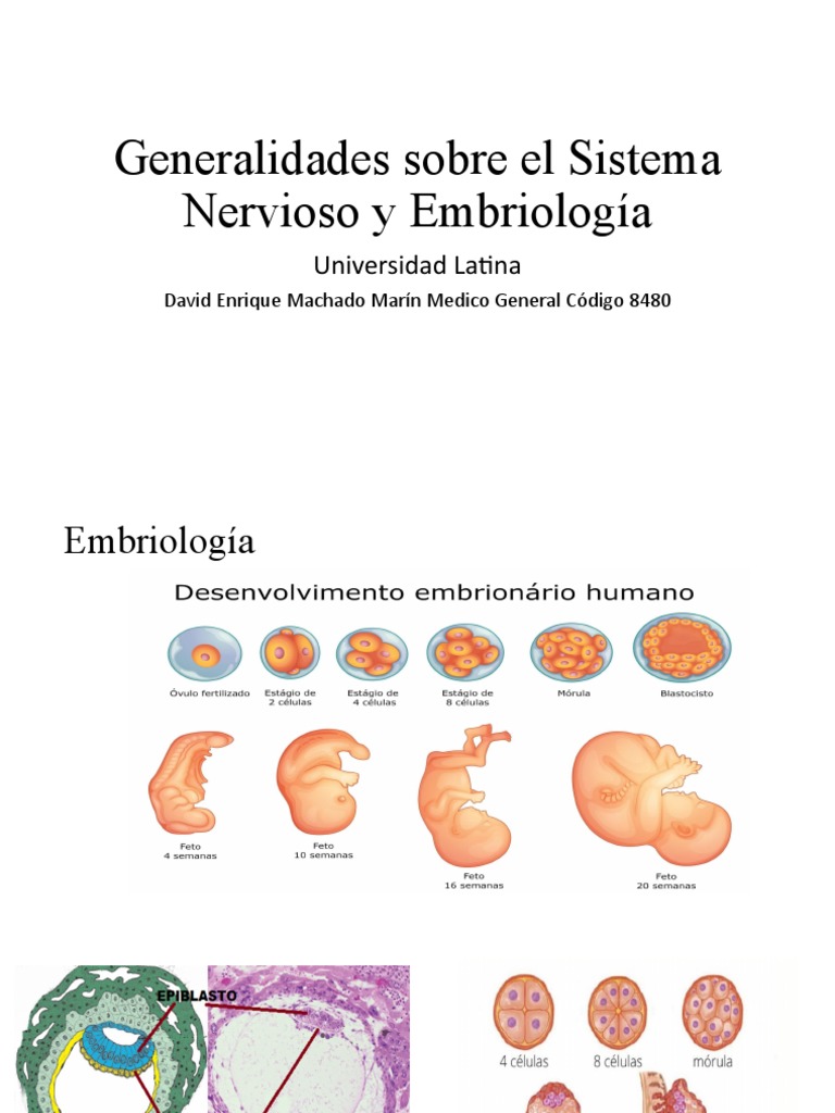 Neralidades SNCy Embriologia | PDF | Sistema nervioso | Médula espinal