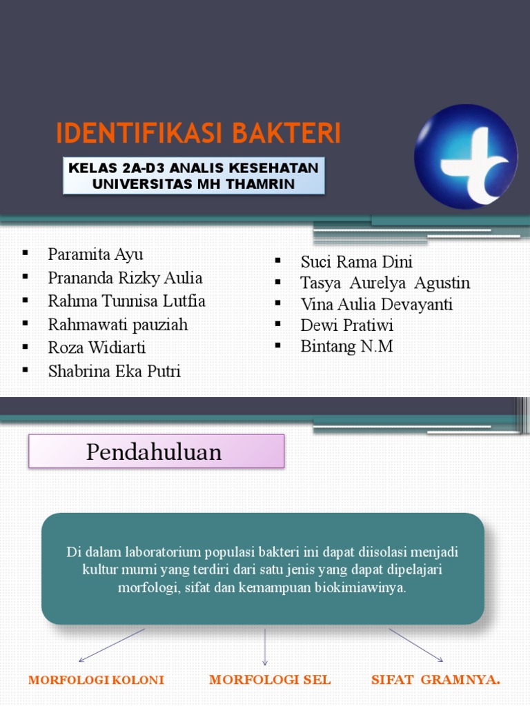 Identifikasi Bakteri | PDF