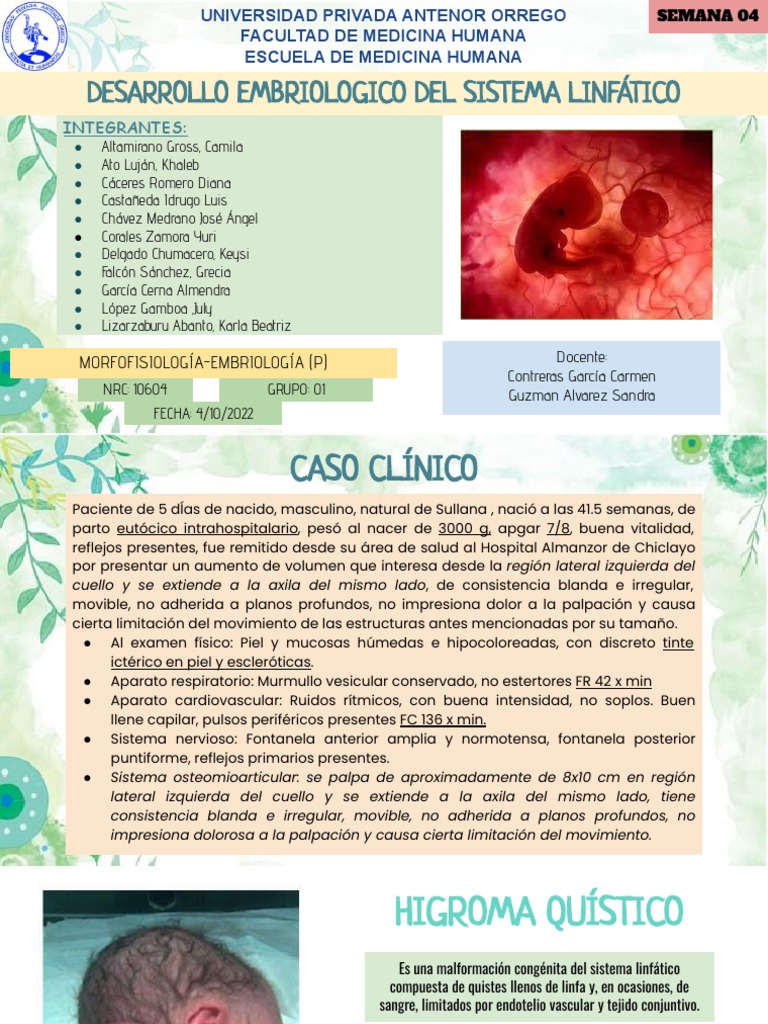 Morfo Ii Grupo 01 - Embrio (S04) | PDF