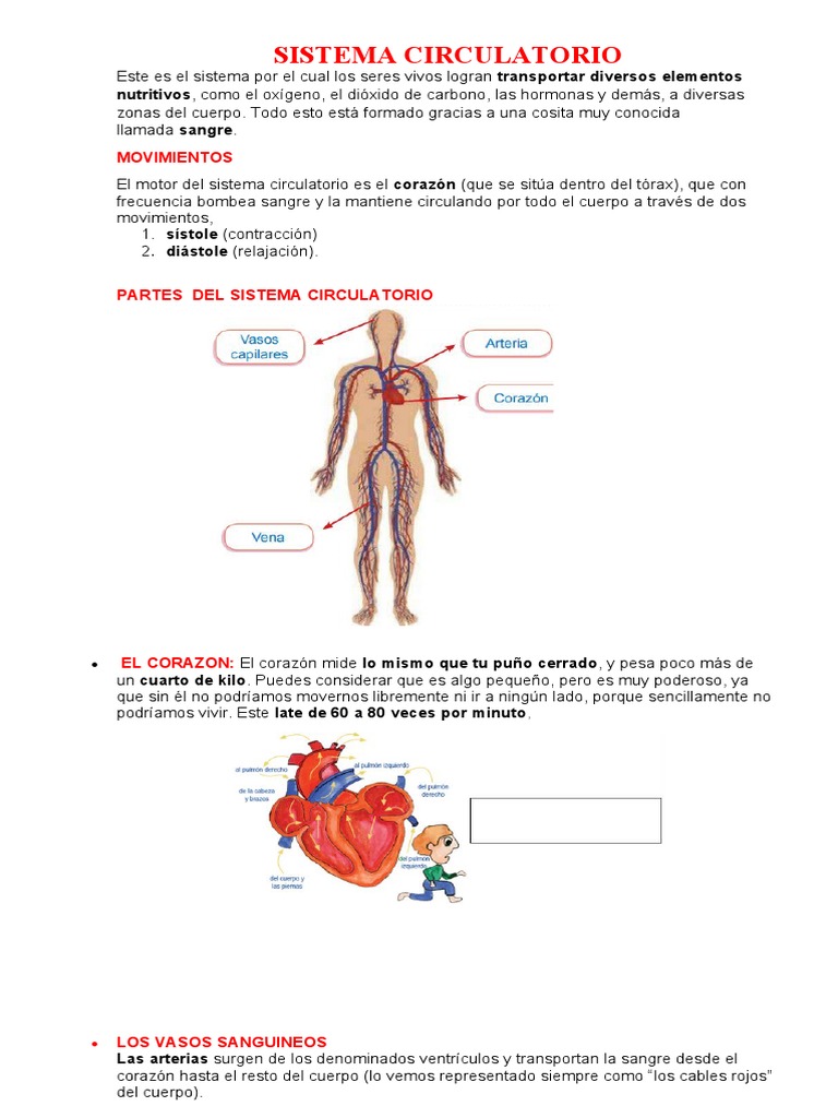 Sistema Circulatorio para Niños | PDF | Viajes y turismo