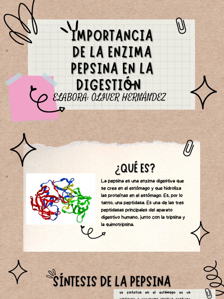 Importancia de La Enzima Pepsina | PDF