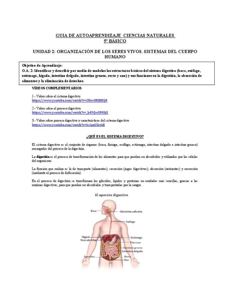 5 Básico Ciencias Naturales Guía 7 | PDF | Sistema digestivo humano ...