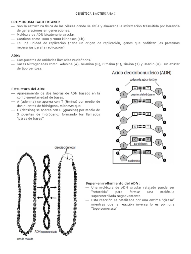 5 - Genética Bacteriana I | PDF | Adn | Replicación De Adn
