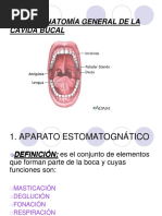 Anatomía de La Cavidad Bucal y La Boca Ilustraciones Con Etiquetas ...
