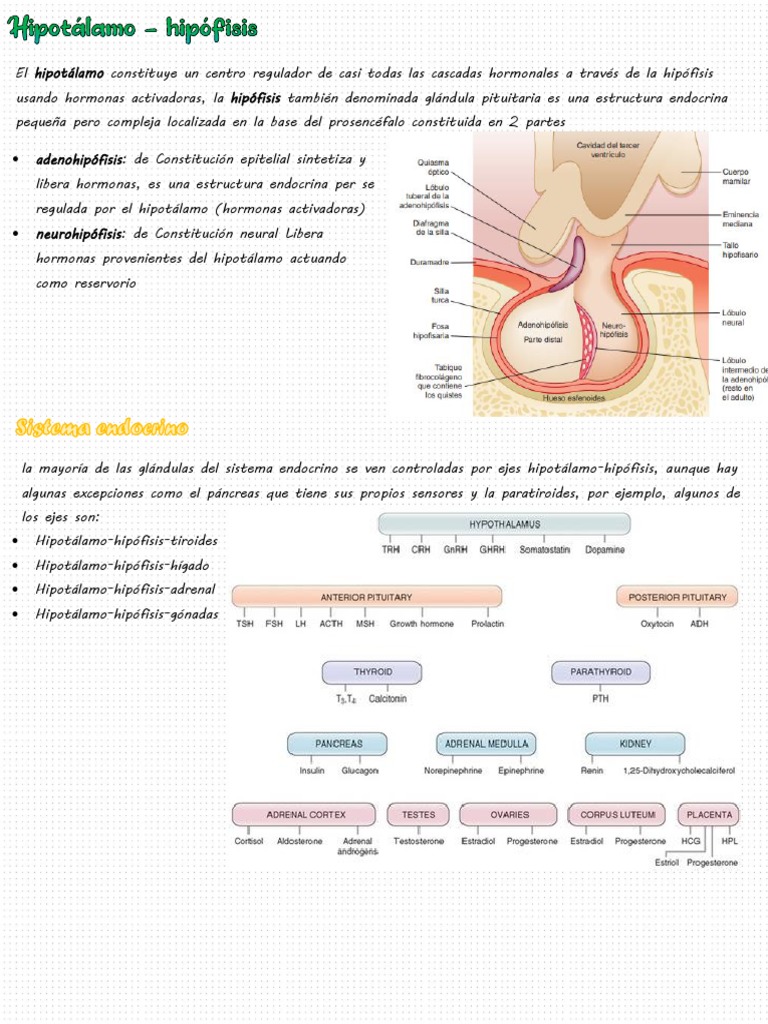 Funciones y Estructura de la Hipófisis | PDF | Hipotálamo | Glándula ...