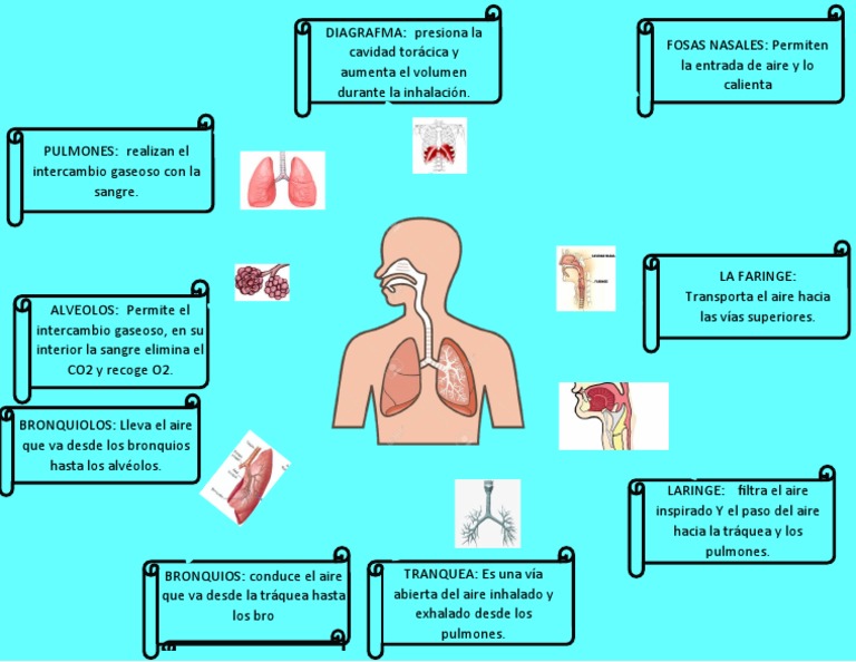 Mapa Conceptual Del Sistema Respiratorio | PDF