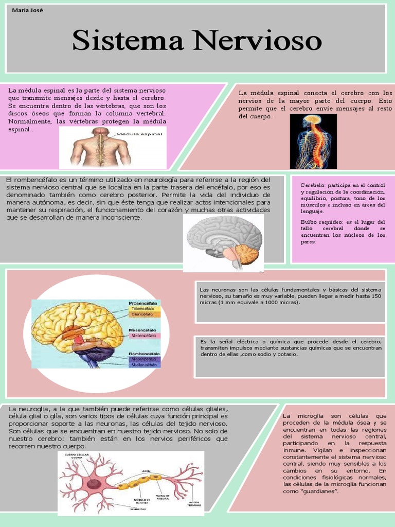 Sistema Nervioso | PDF | Sistema nervioso | Cerebro