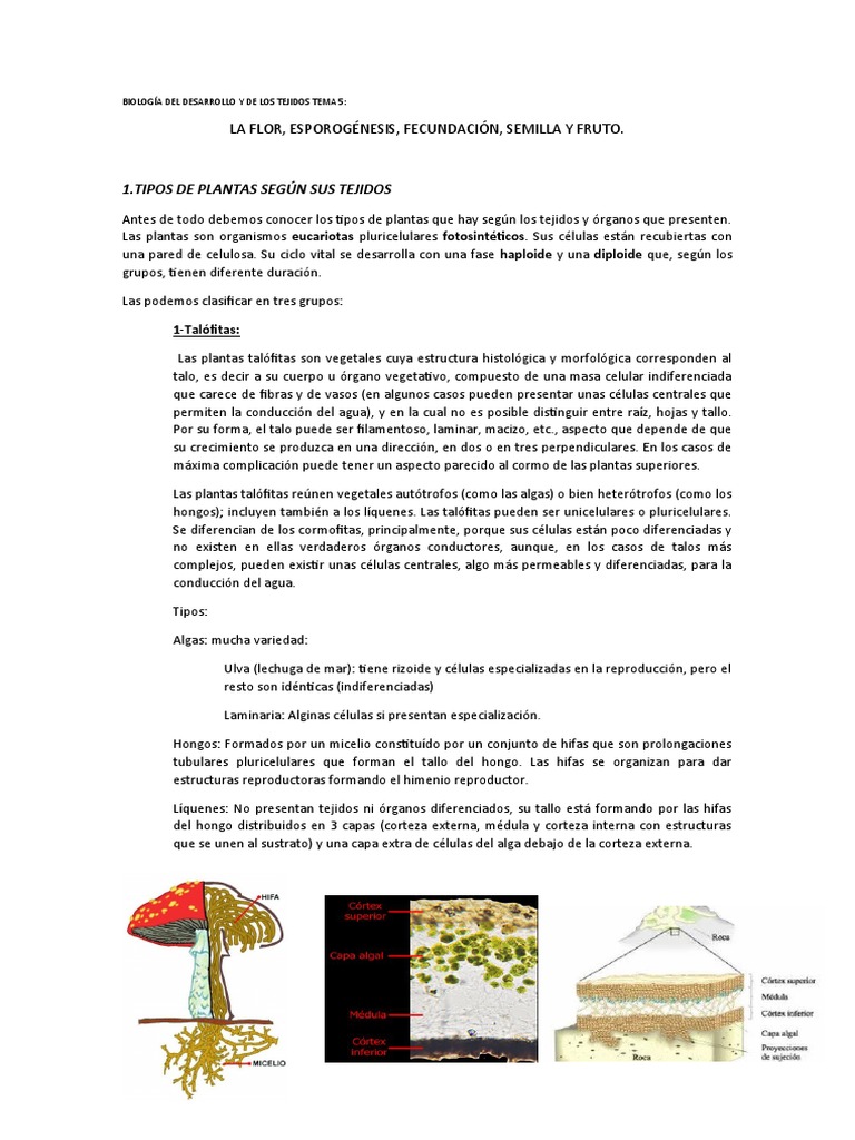 Tema 5 BDT | PDF | Flores | Fruta