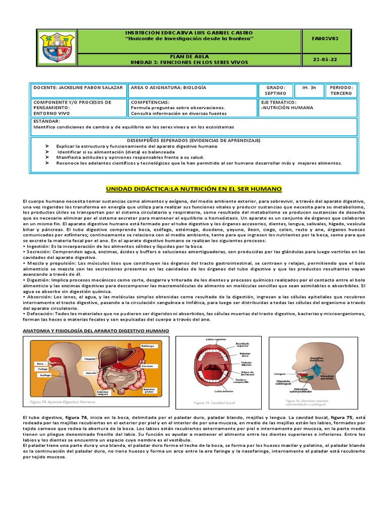 Guia Septimo Nutricin Humana | PDF