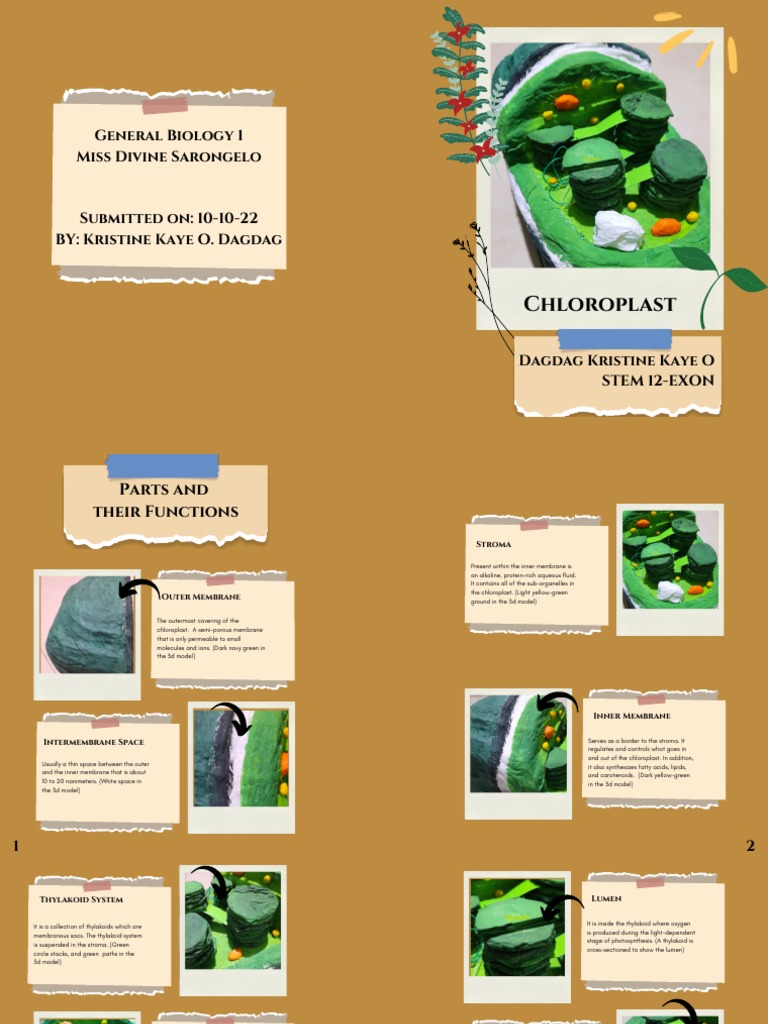 Chloroplast | PDF | Chloroplast | Biology