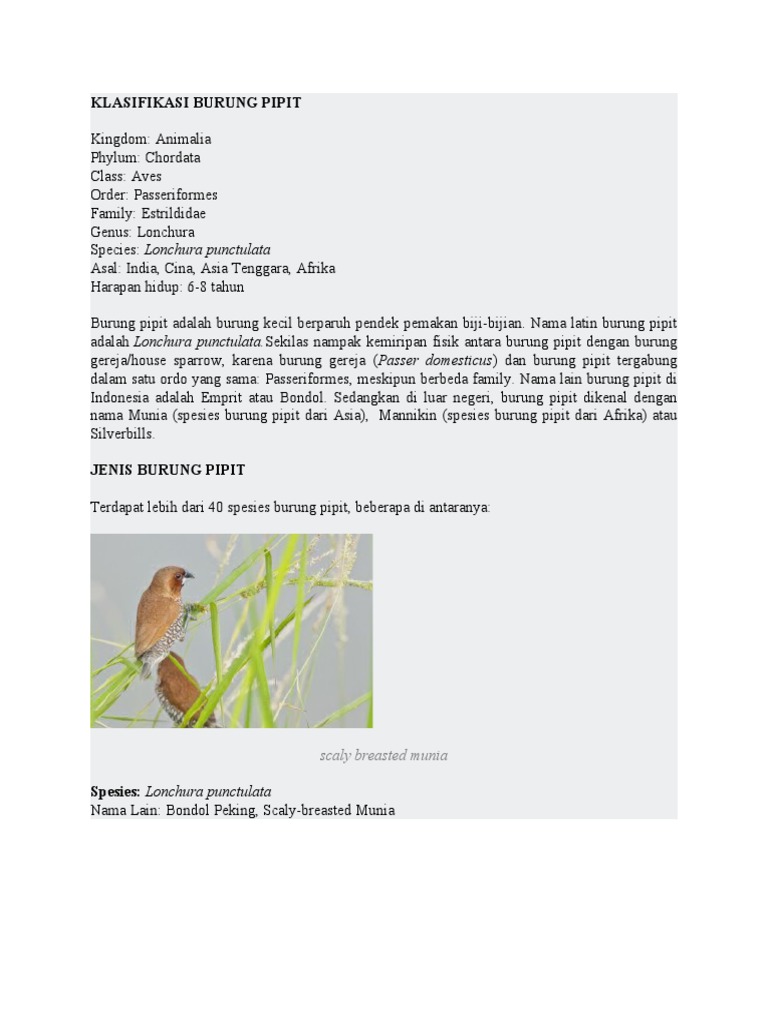 Klasifikasi Burung Pipit | PDF