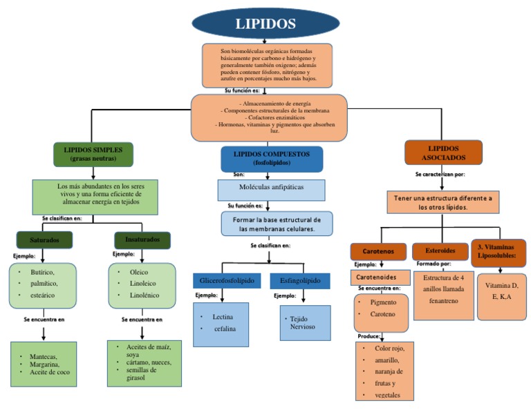 Mapa Conceptual Lipidos | PDF | Lípido | Química