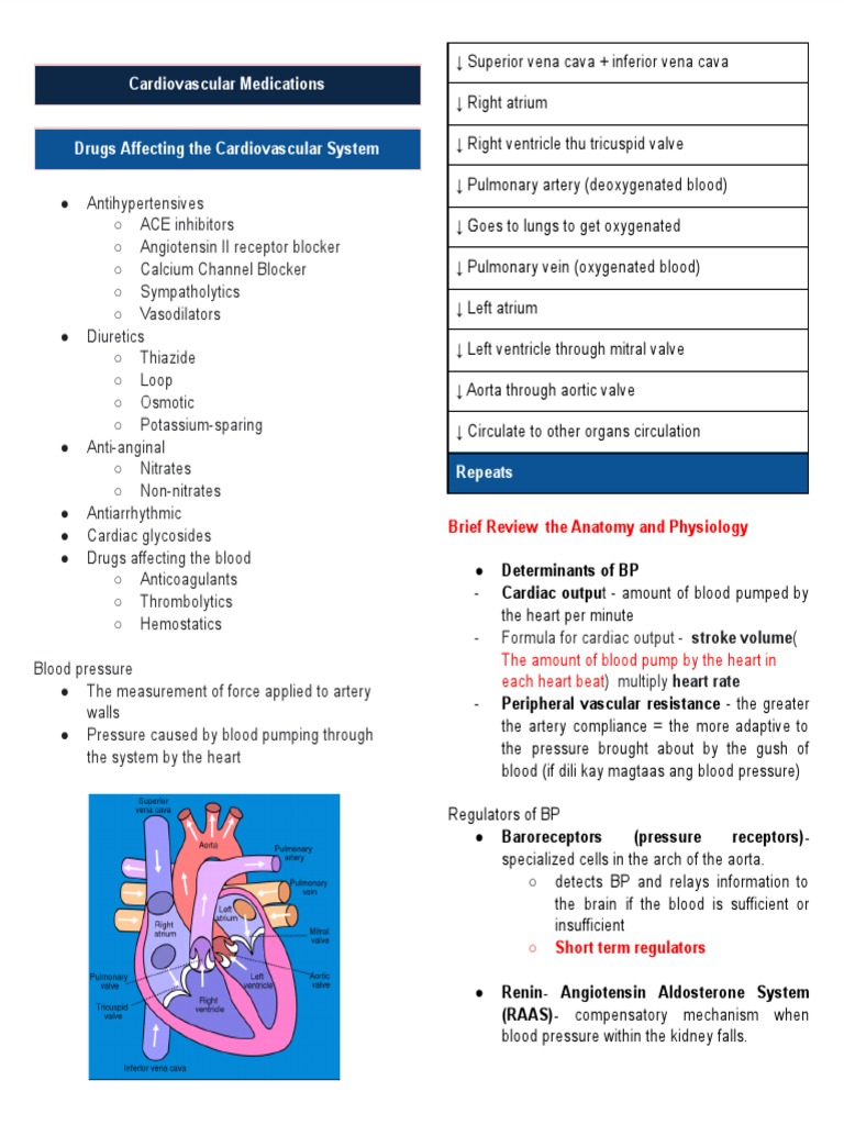 An In-Depth Look at the Cardiovascular System and Medications that ...