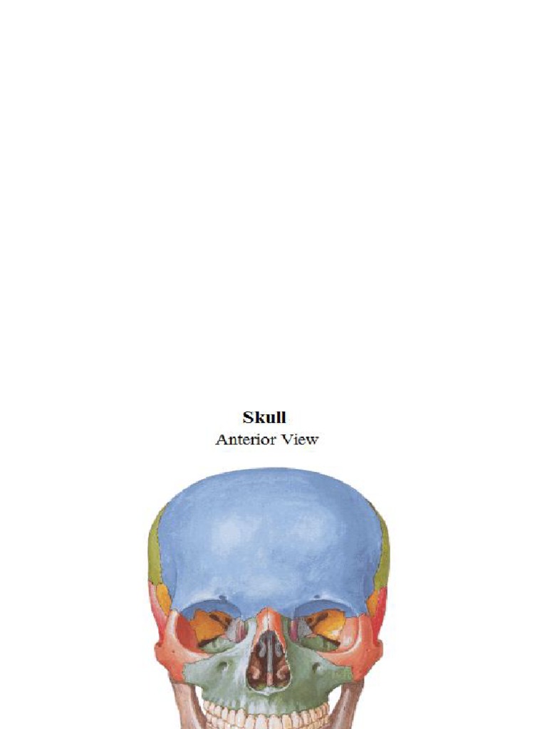 Diapos Netter Sin Nombres | PDF