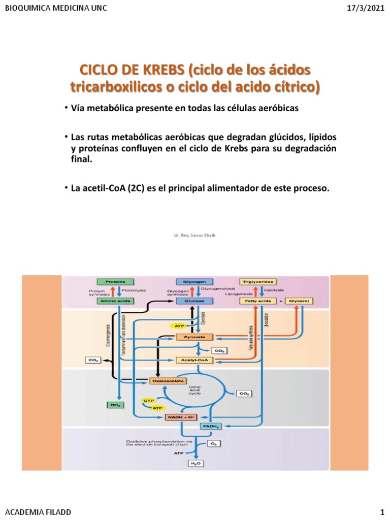 Ciclo de Krebs | PDF | Dieta y nutrición | Química