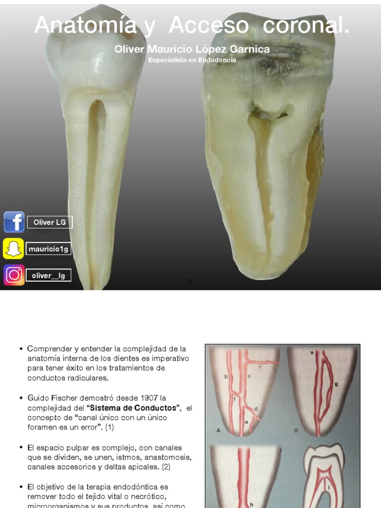 4 Topografia Pulpar | PDF | Odontología | Ramas de Odontología