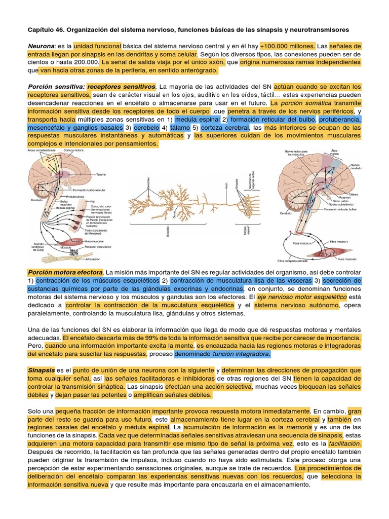 Capítulo 46. Organización Del Sistema Nervioso, Funciones Básicas de Las Sinapsis y ...