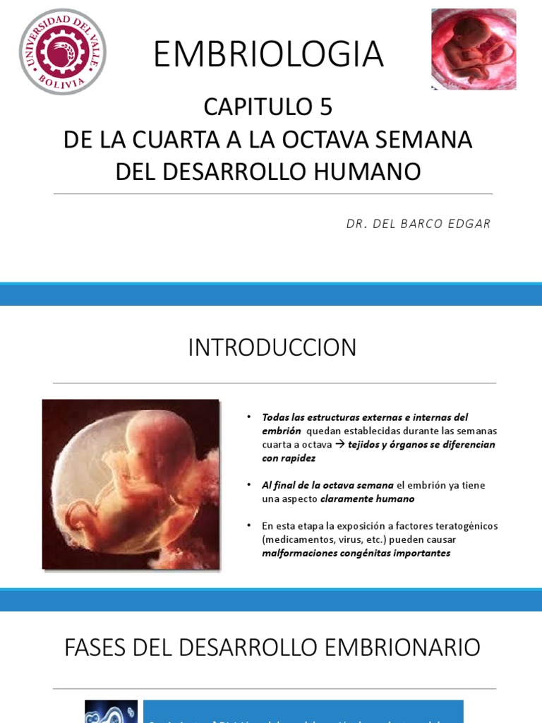Capítulo 5 - de La Cuarta A La Octava Semana Del Desarrollo Humano ...